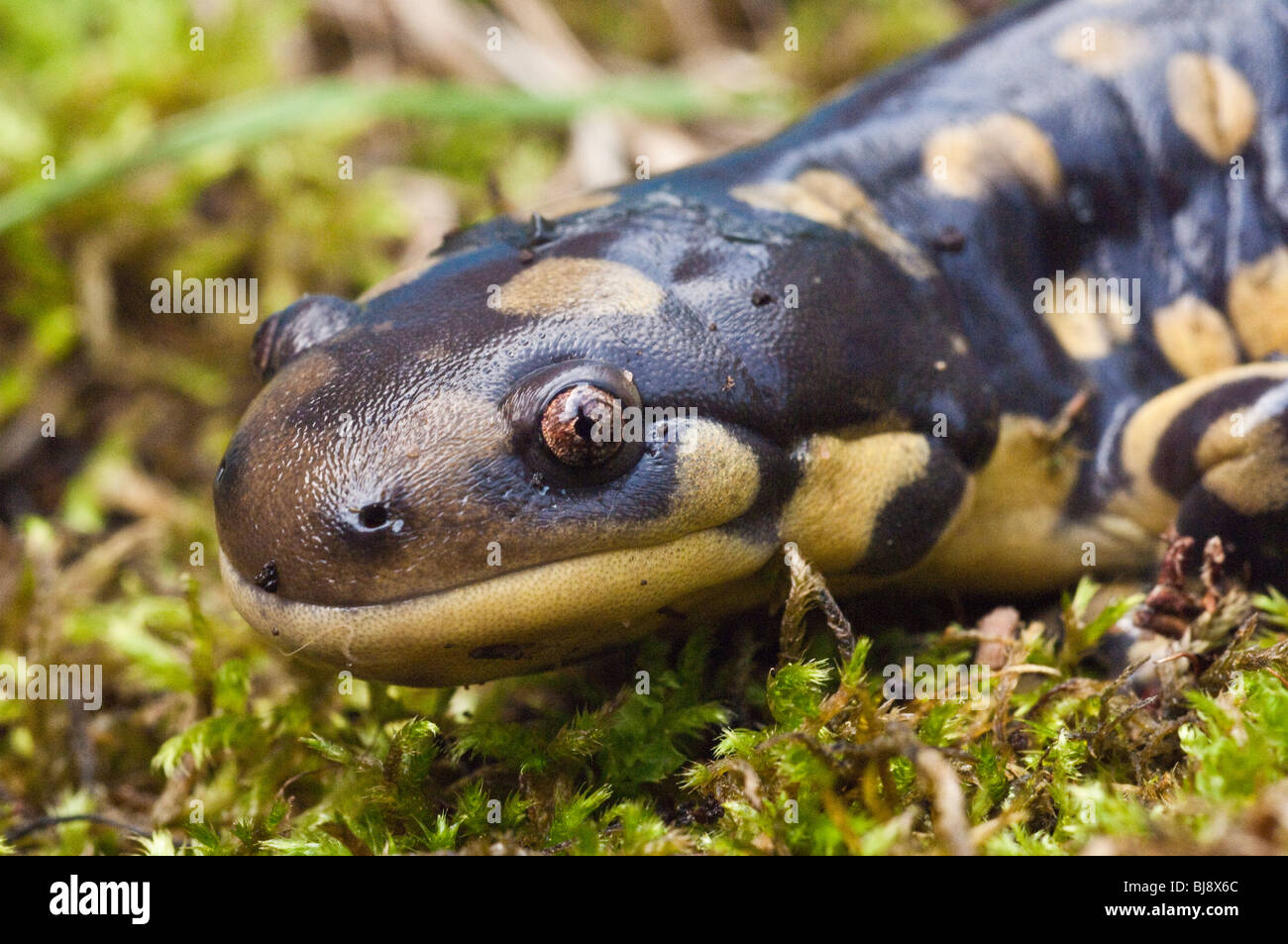 Tiger salamander larvae hi-res stock photography and images - Alamy