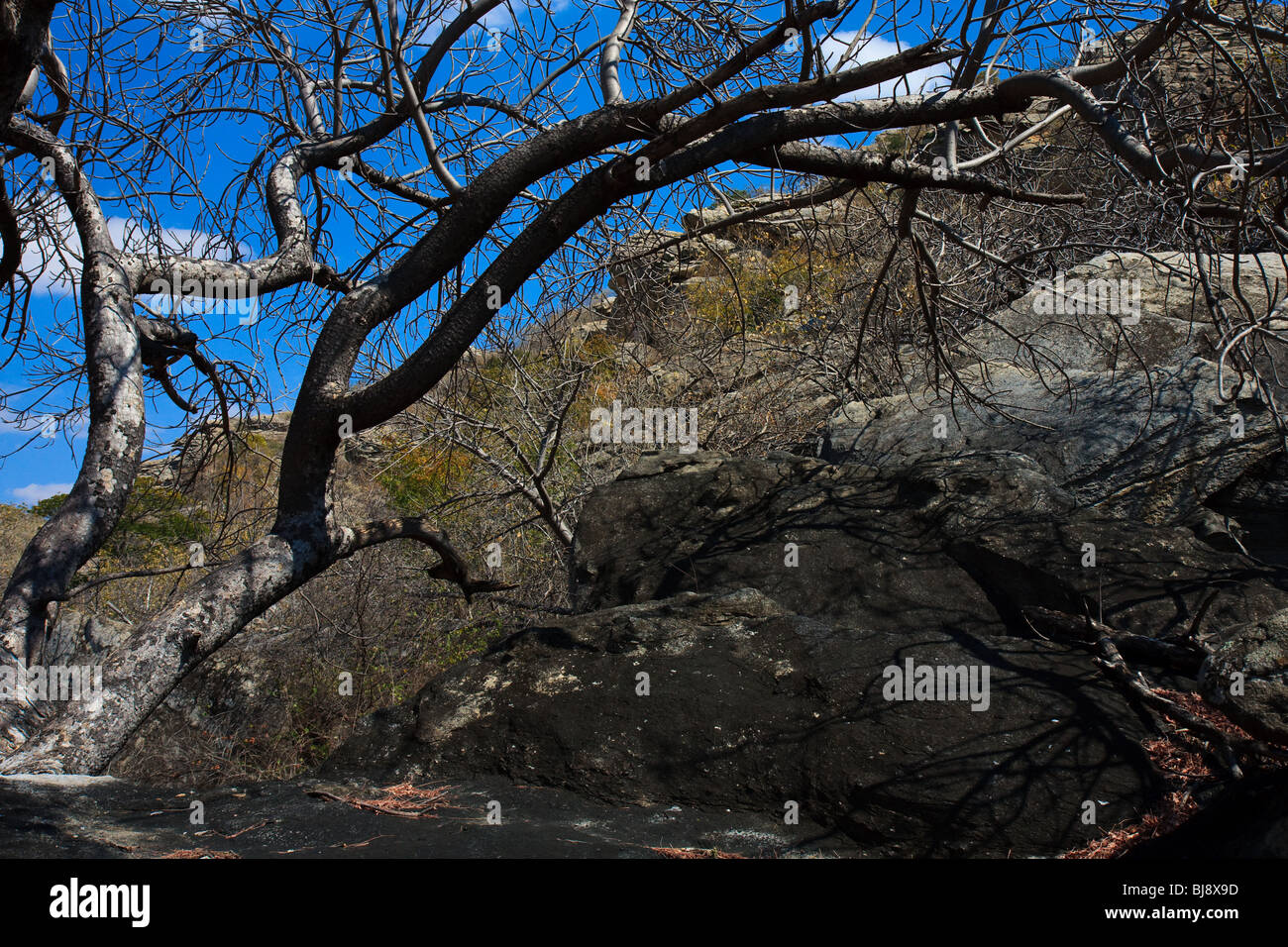 Africa Botswana Rock Tree Tsodilo Hills Stock Photo - Alamy