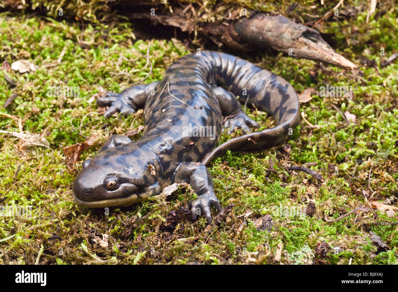 Tiger salamander larvae hi-res stock photography and images - Alamy