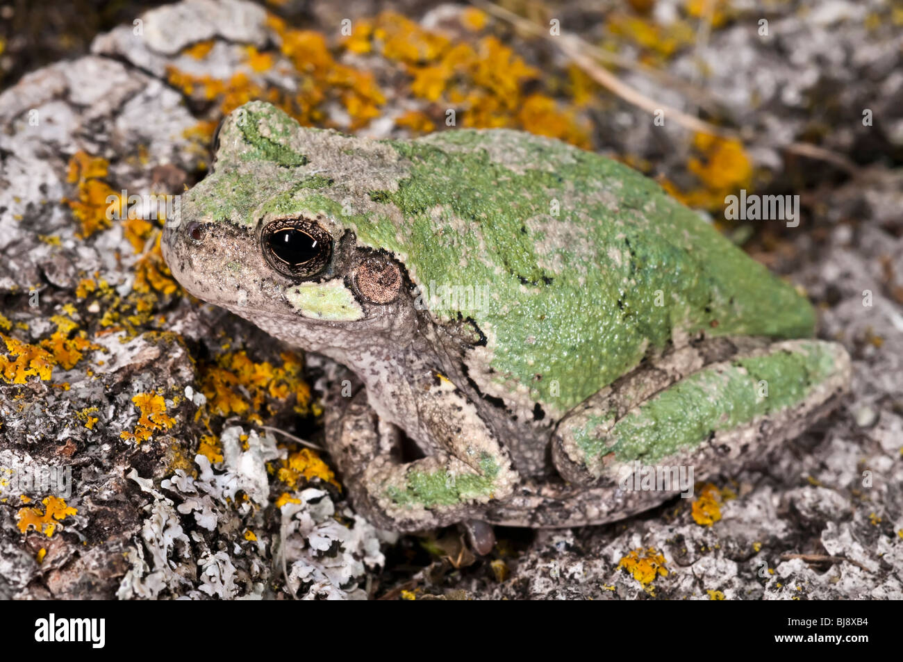 Gray tree frog, Hyla versicolor, female, USA Stock Photo - Alamy