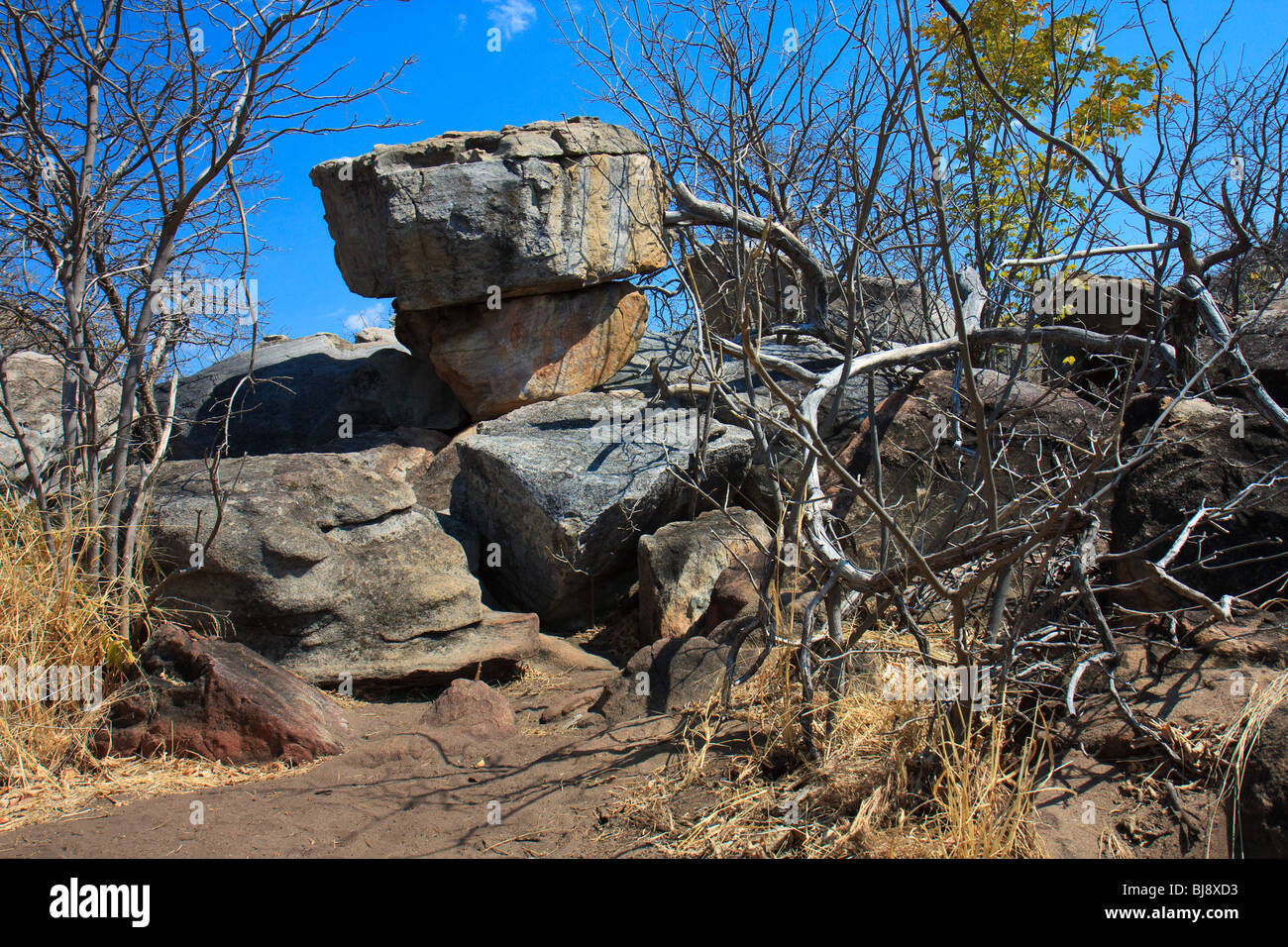 Africa Botswana Rock Tree Tsodilo Hills Stock Photo - Alamy