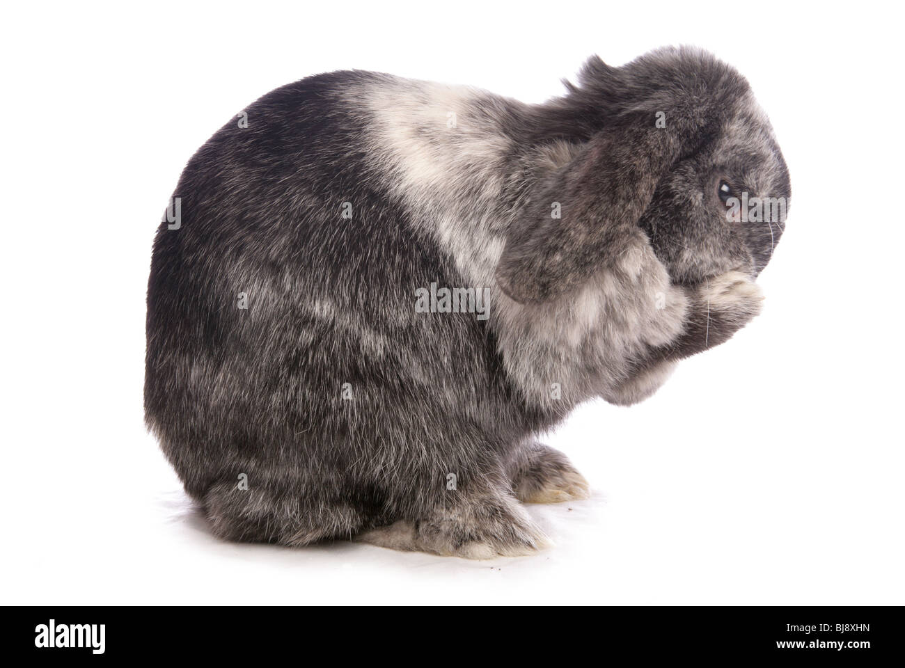 Rabbit washing hi-res stock photography and images - Alamy