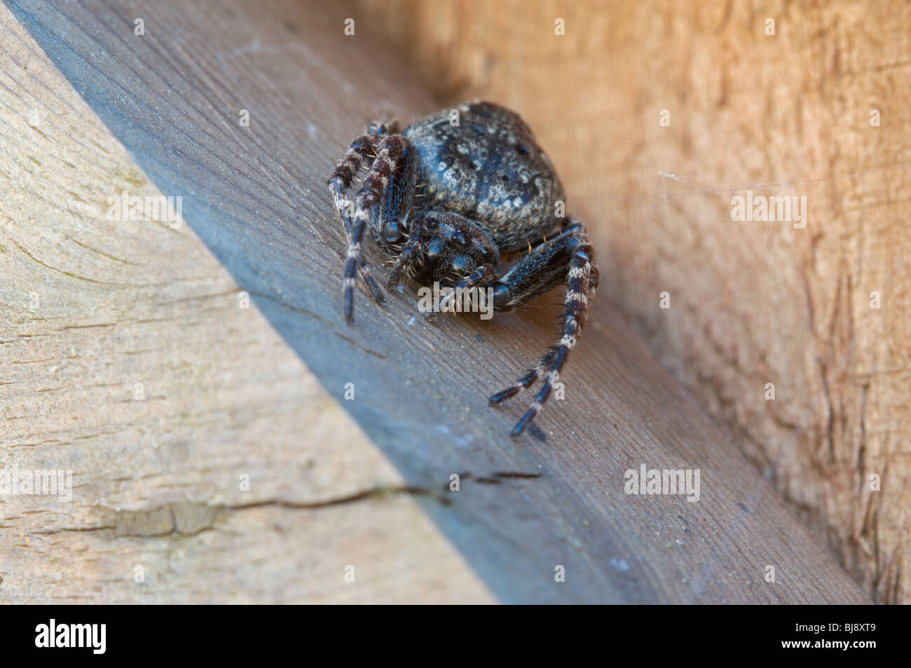 UK Garden Spider - Close Up Stock Photo - Alamy