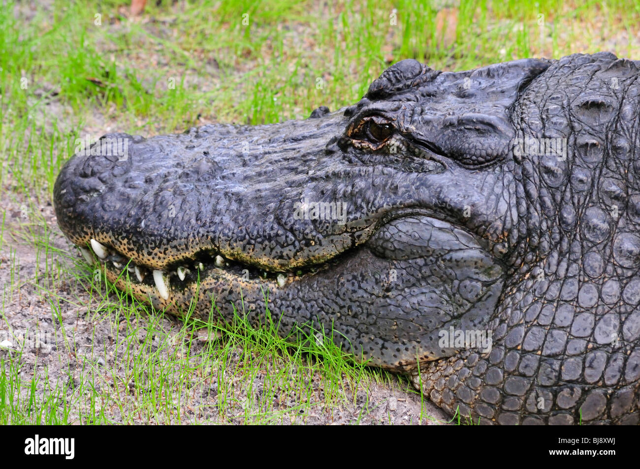 Alligator Showing Teeth High Resolution Stock Photography and Images ...