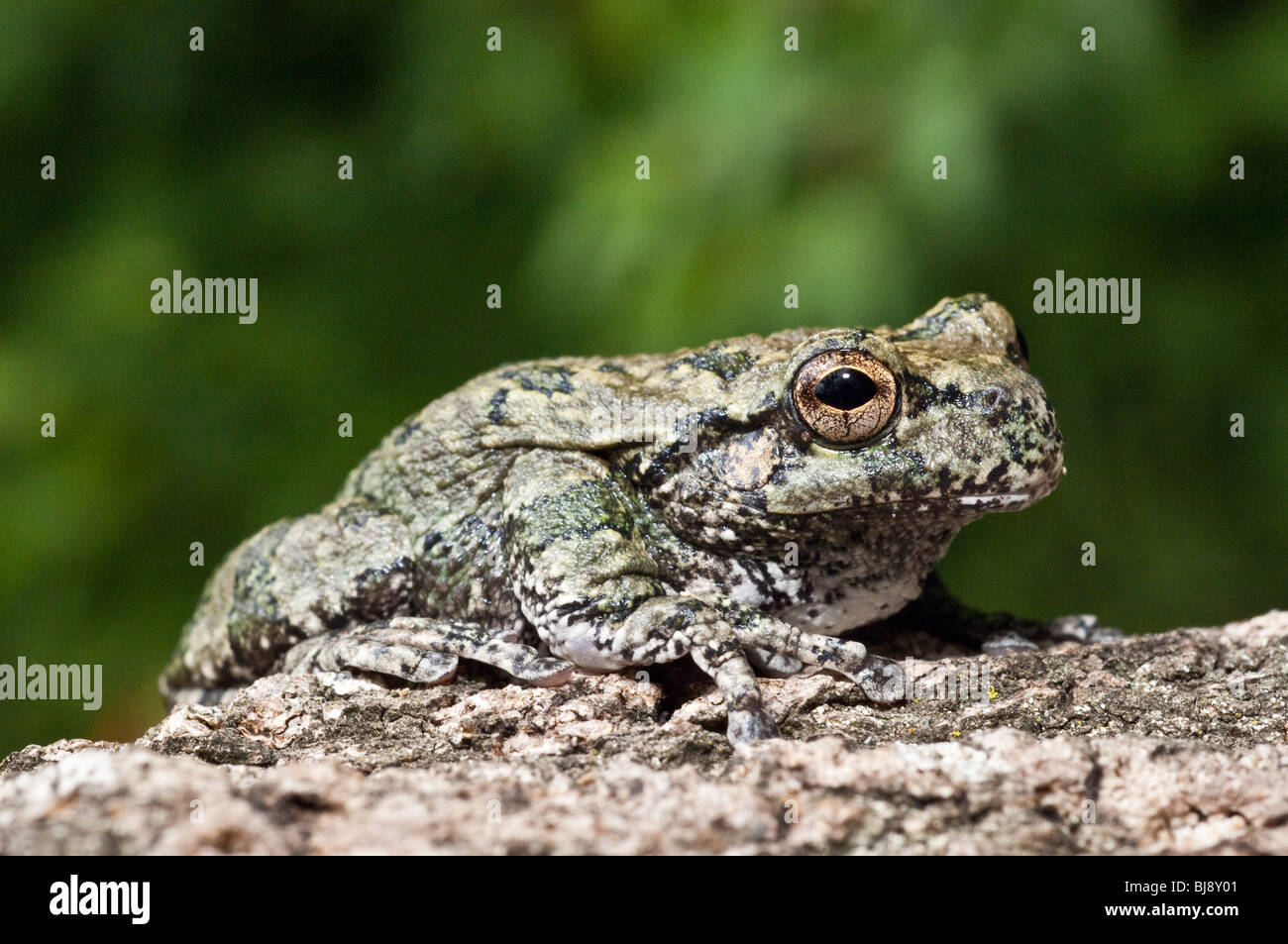 Copes of trees hi-res stock photography and images - Alamy