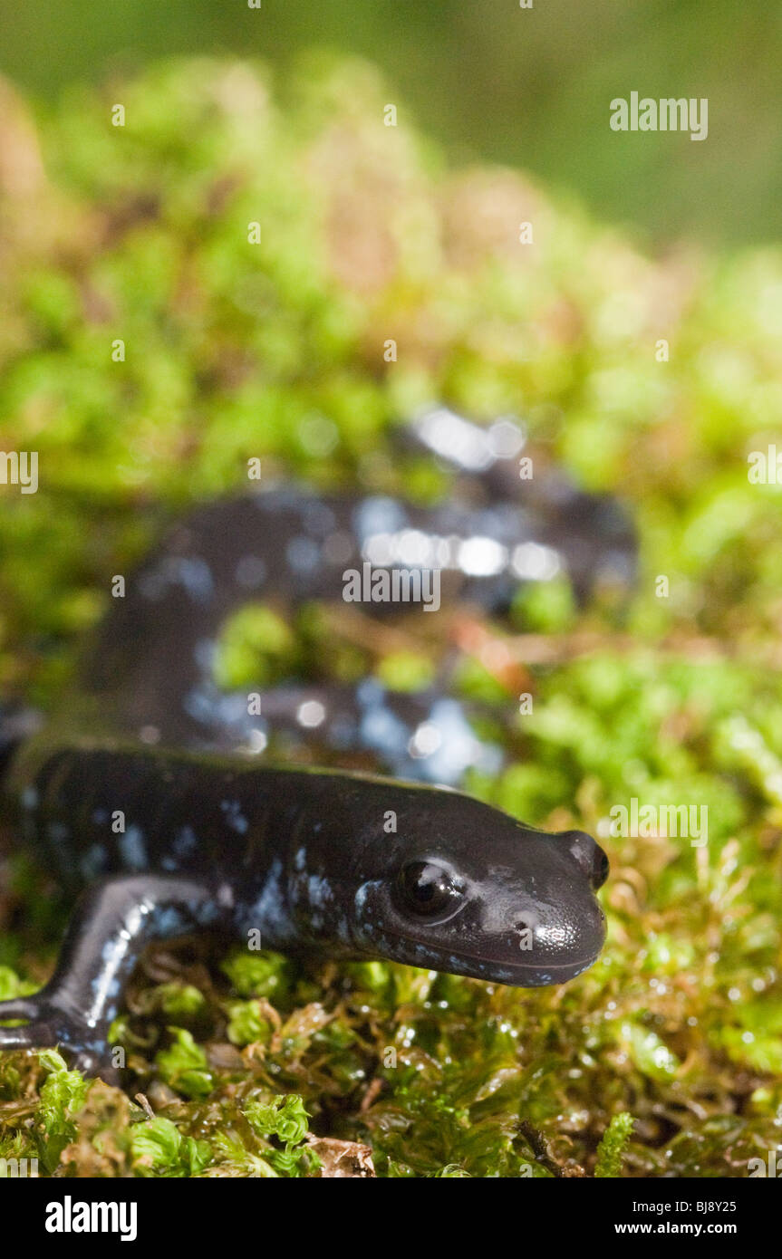 The Blue-spotted salamander, Ambystoma laterale, native to the Great ...