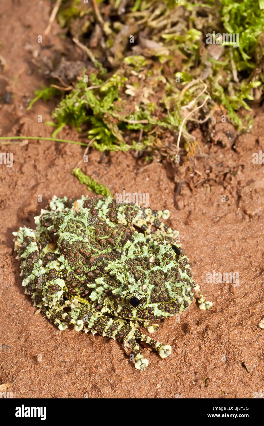 Vietnam amphibia hi-res stock photography and images - Alamy