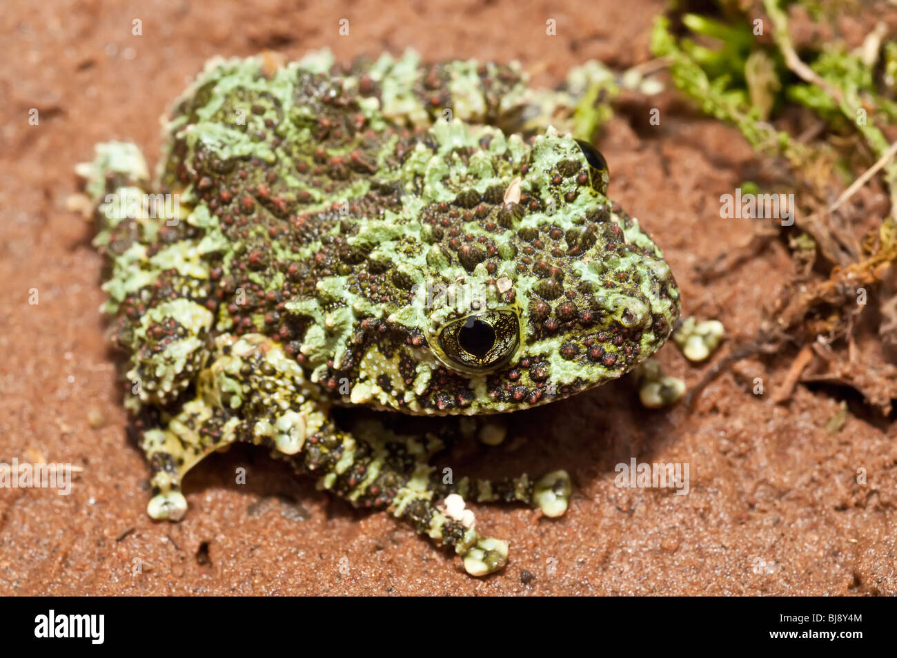 The Mossy Frog, Vietnamese Mossy Frog, or Tonkin Bug-eyed Frog ...