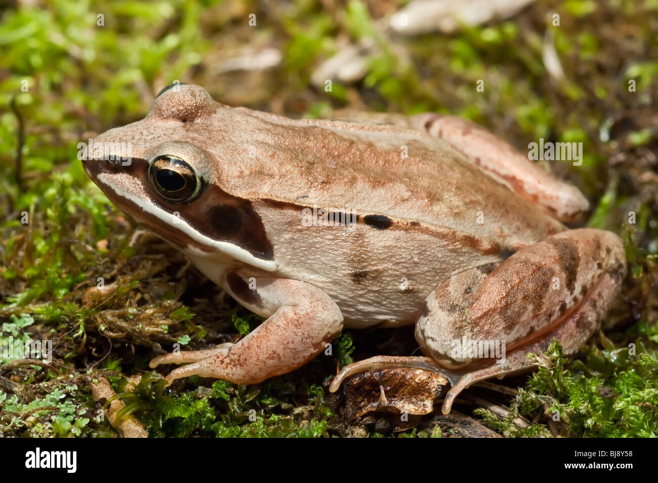 Boreal forest wood frog hi-res stock photography and images - Alamy