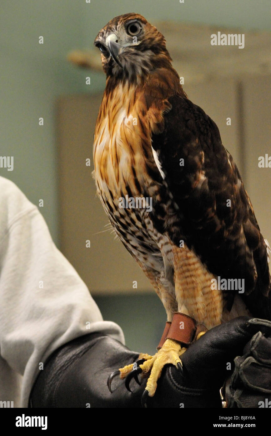 Hawk perch hi-res stock photography and images - Alamy