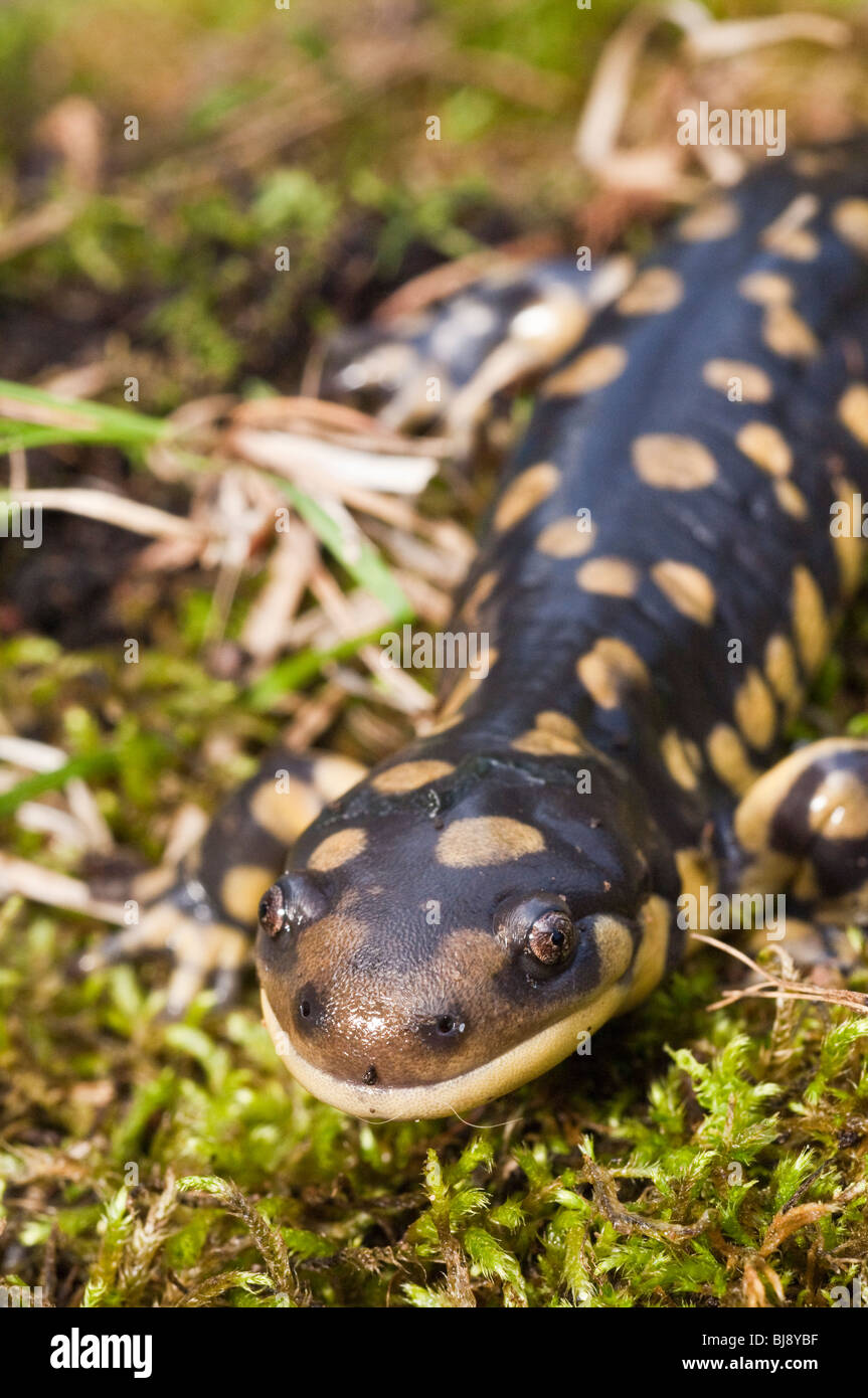 Tiger salamander larvae hi-res stock photography and images - Alamy