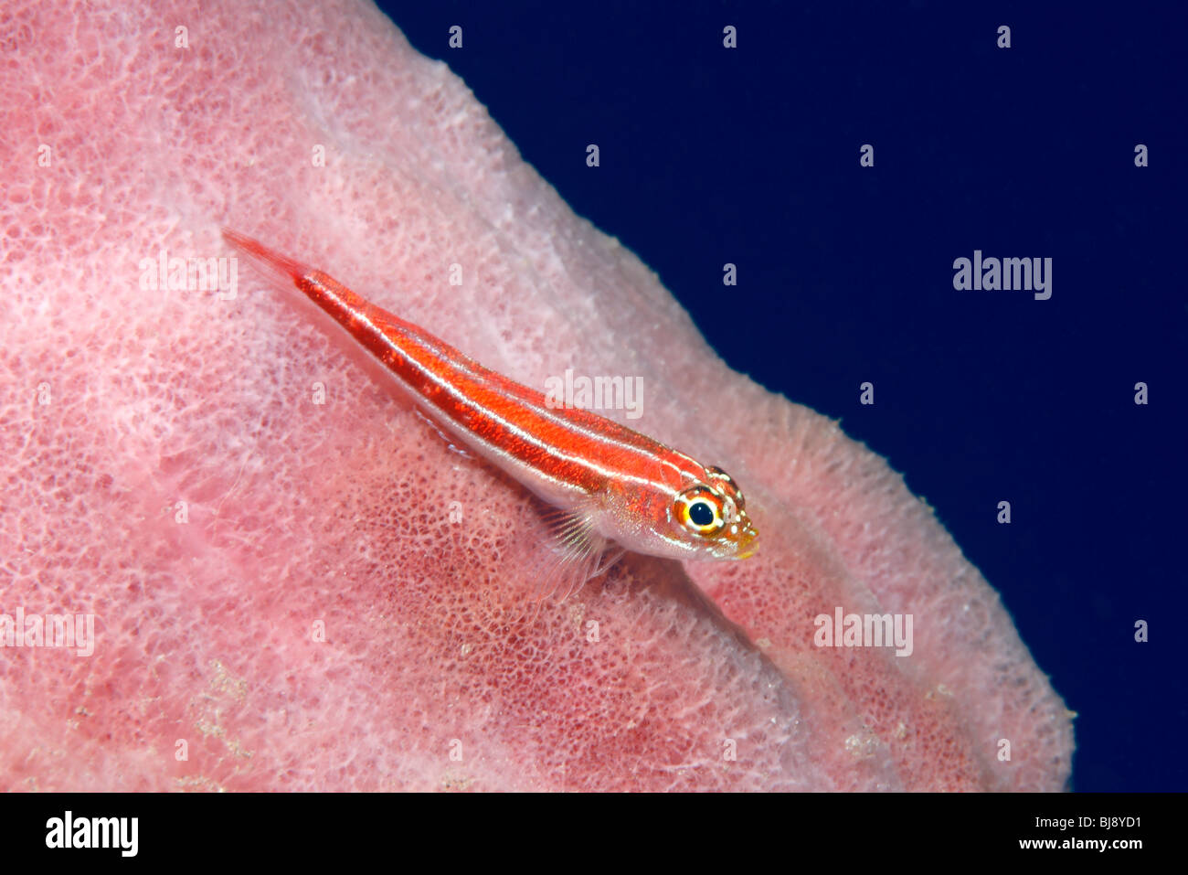 Red Striped Goby