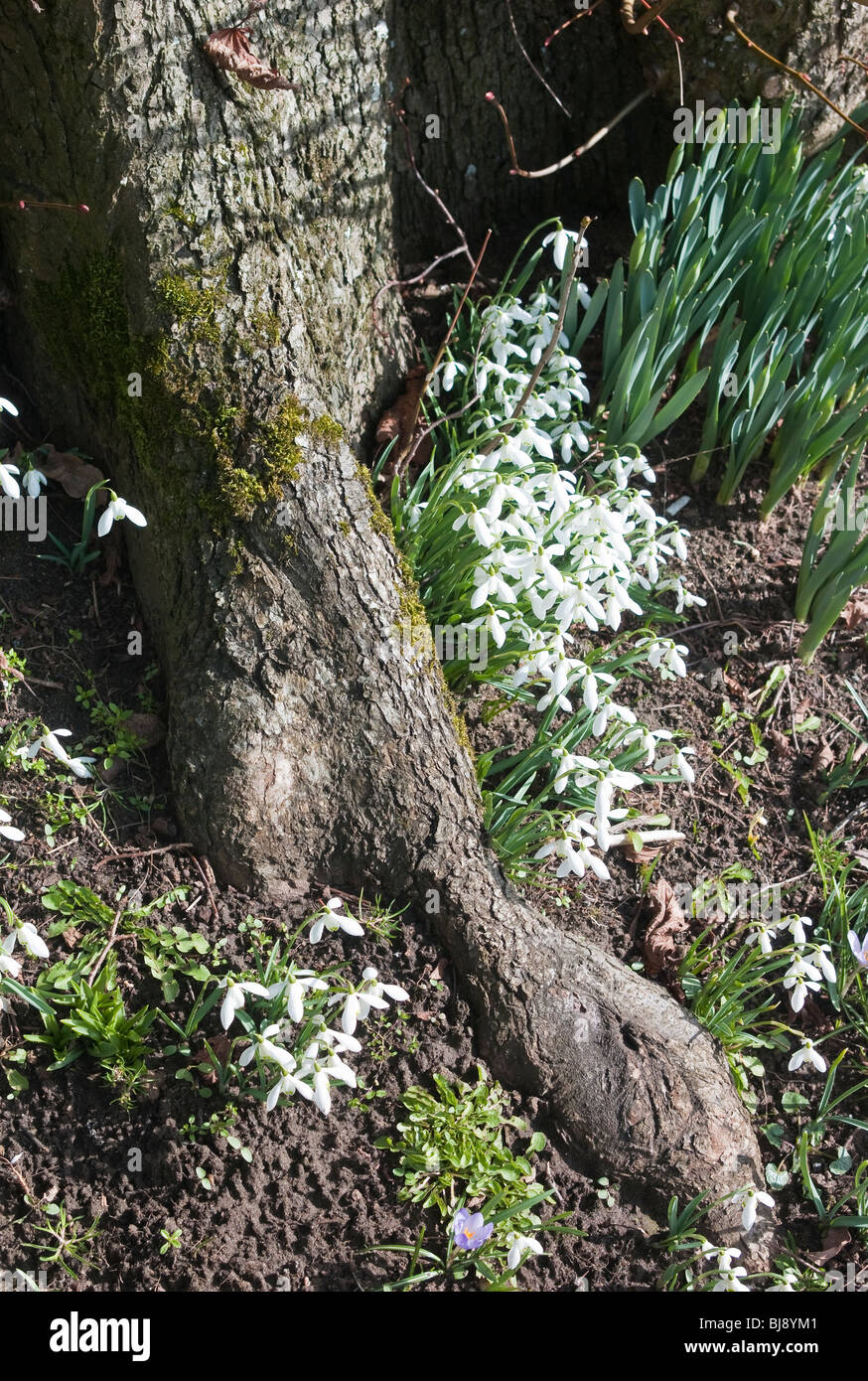 Mass of spring flowers hi-res stock photography and images - Alamy