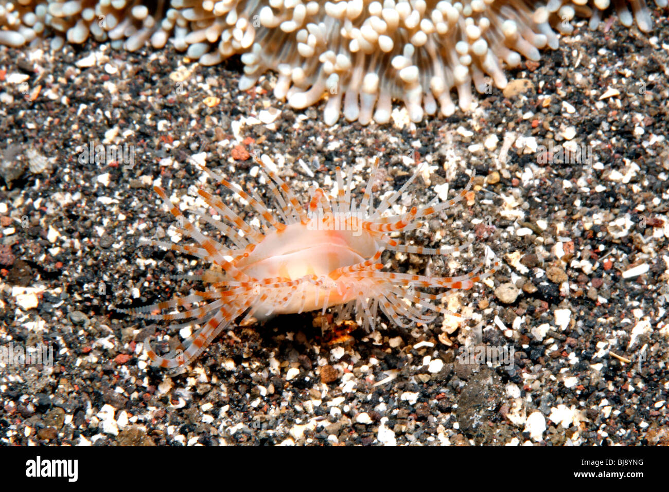 Limaria fragilis mollusk bivalve hi-res stock photography and images ...