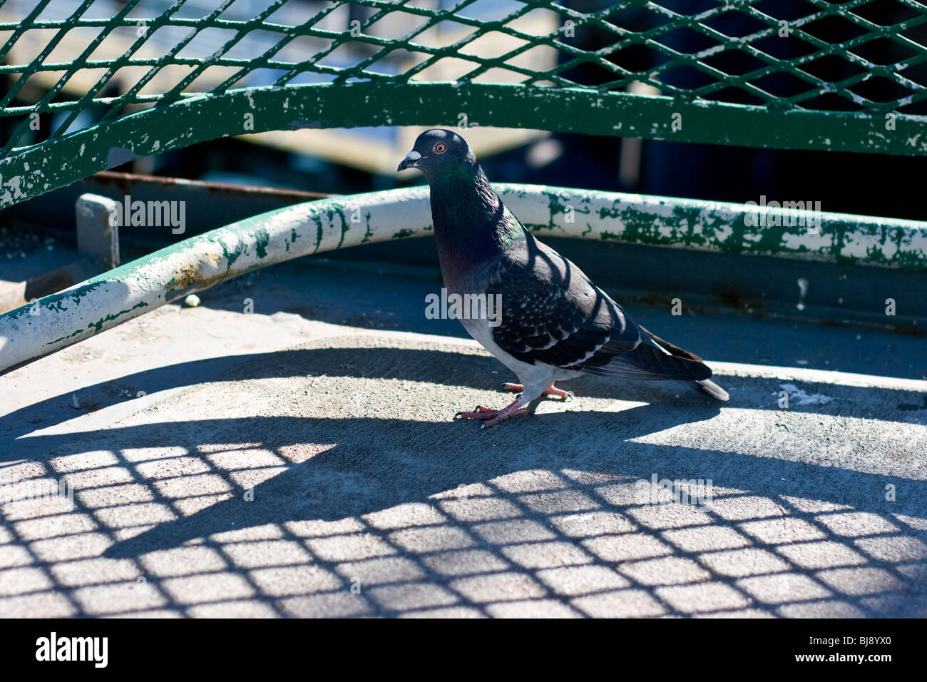 Bird on deck of Washington State Ferry Stock Photo - Alamy