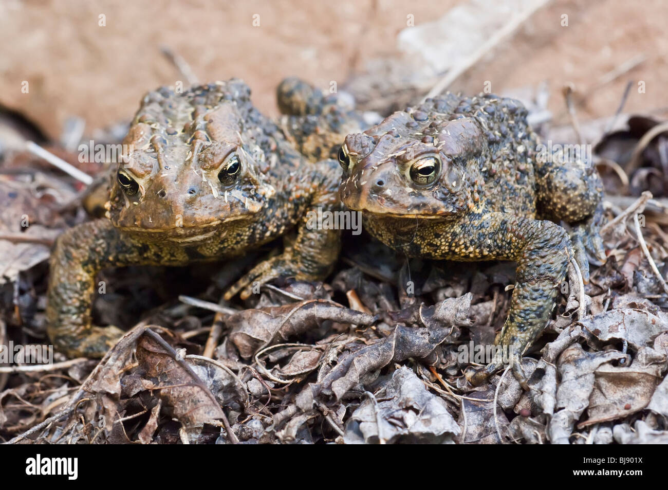 American toad, Bufo americanus; native to eastern USA and Canada Stock ...