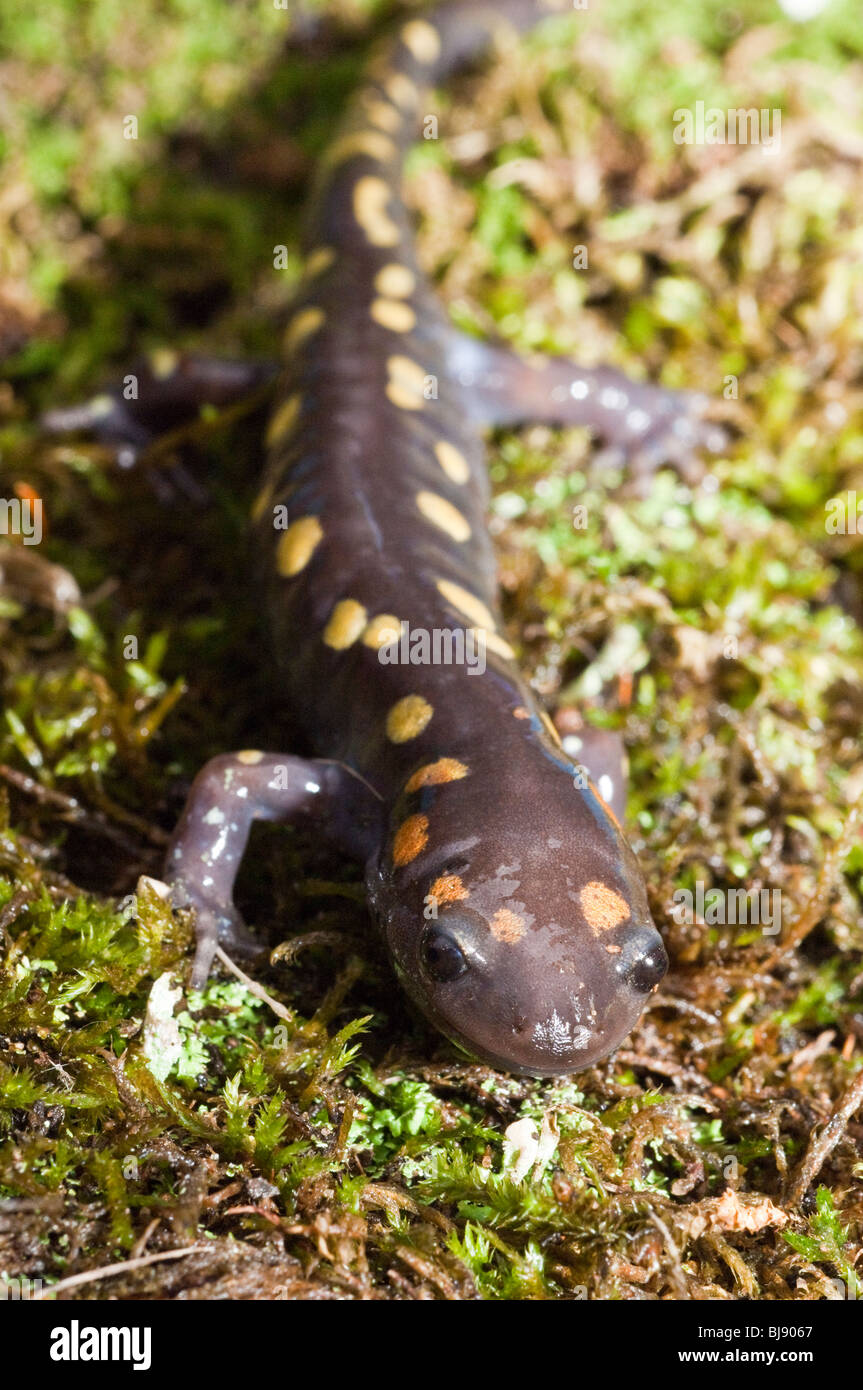 Spotted salamander, Ambystoma maculatum, USA Stock Photo - Alamy