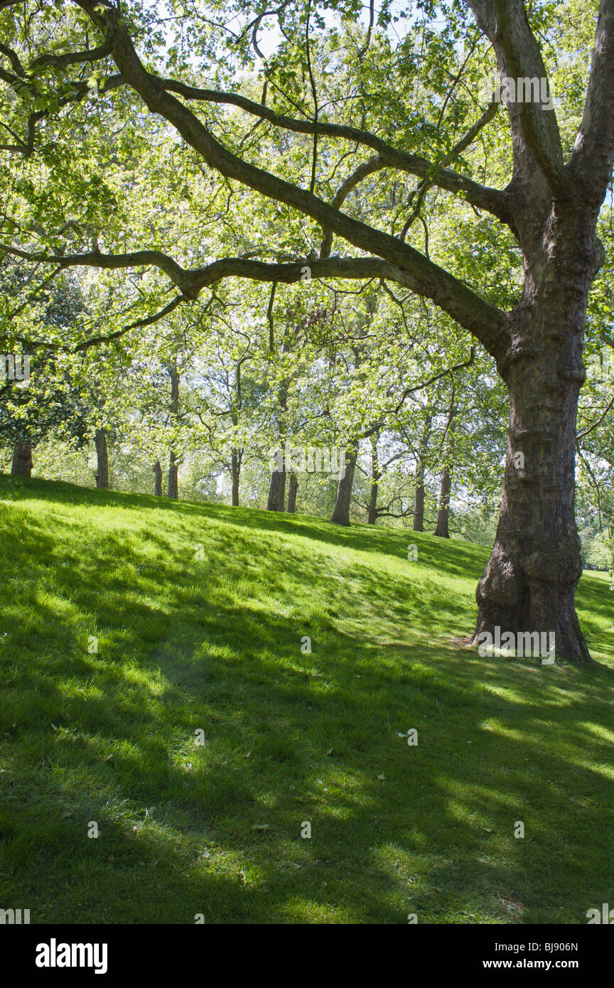 Green park london trees hi-res stock photography and images - Alamy