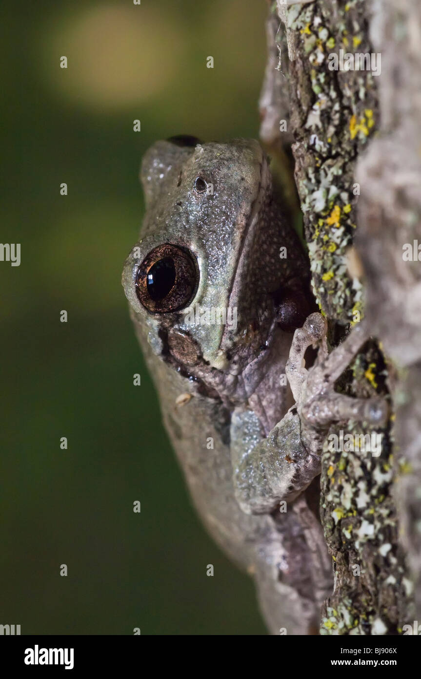 Copes of trees hi-res stock photography and images - Alamy