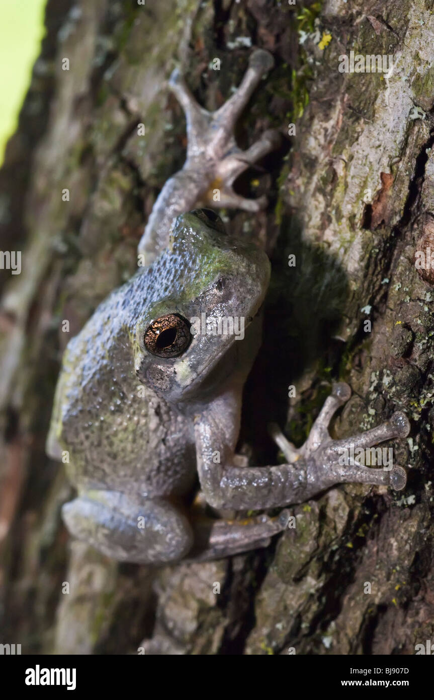 Copes of trees hi-res stock photography and images - Alamy