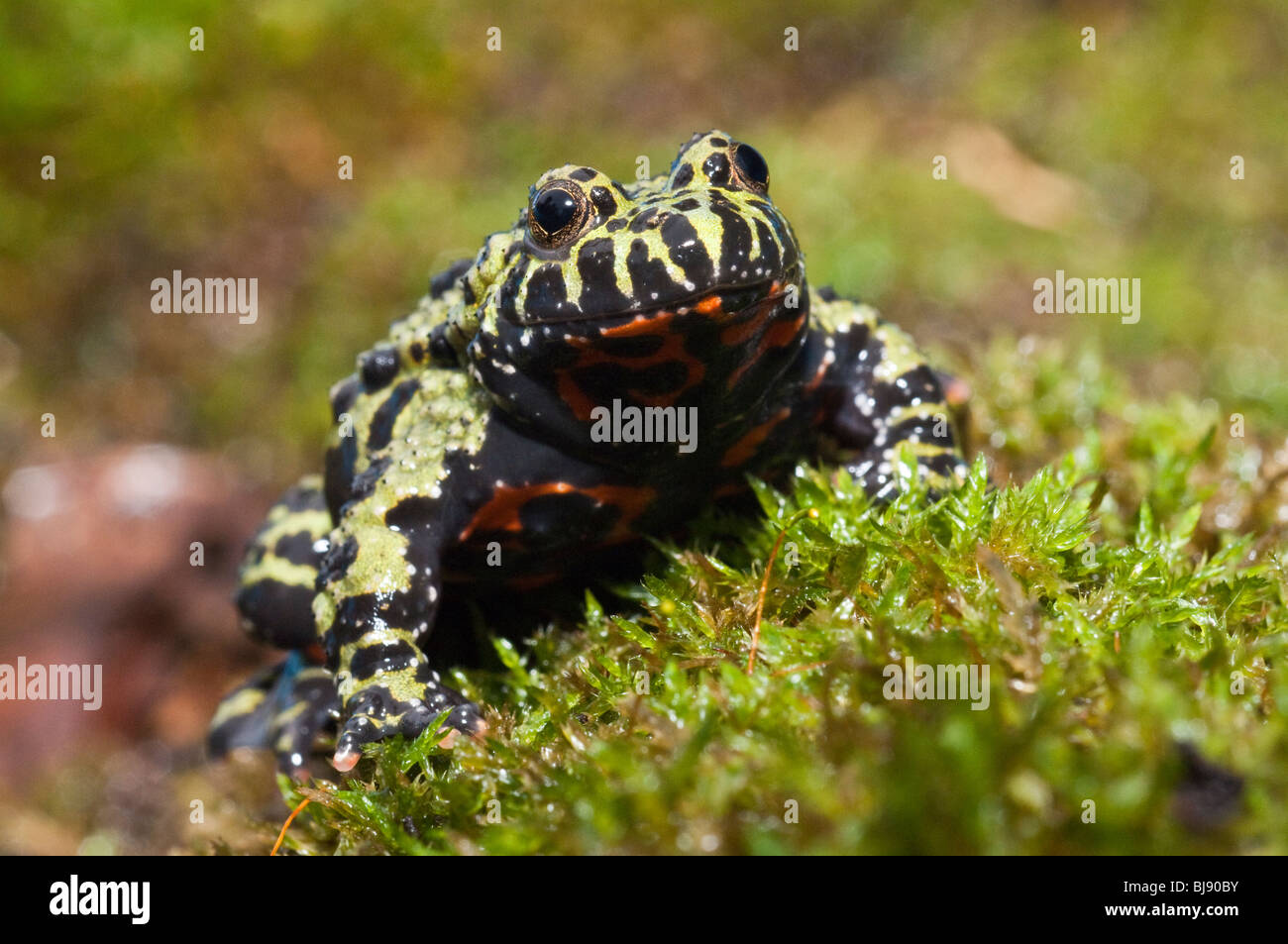 Oriental fire belly toad hi-res stock photography and images - Alamy