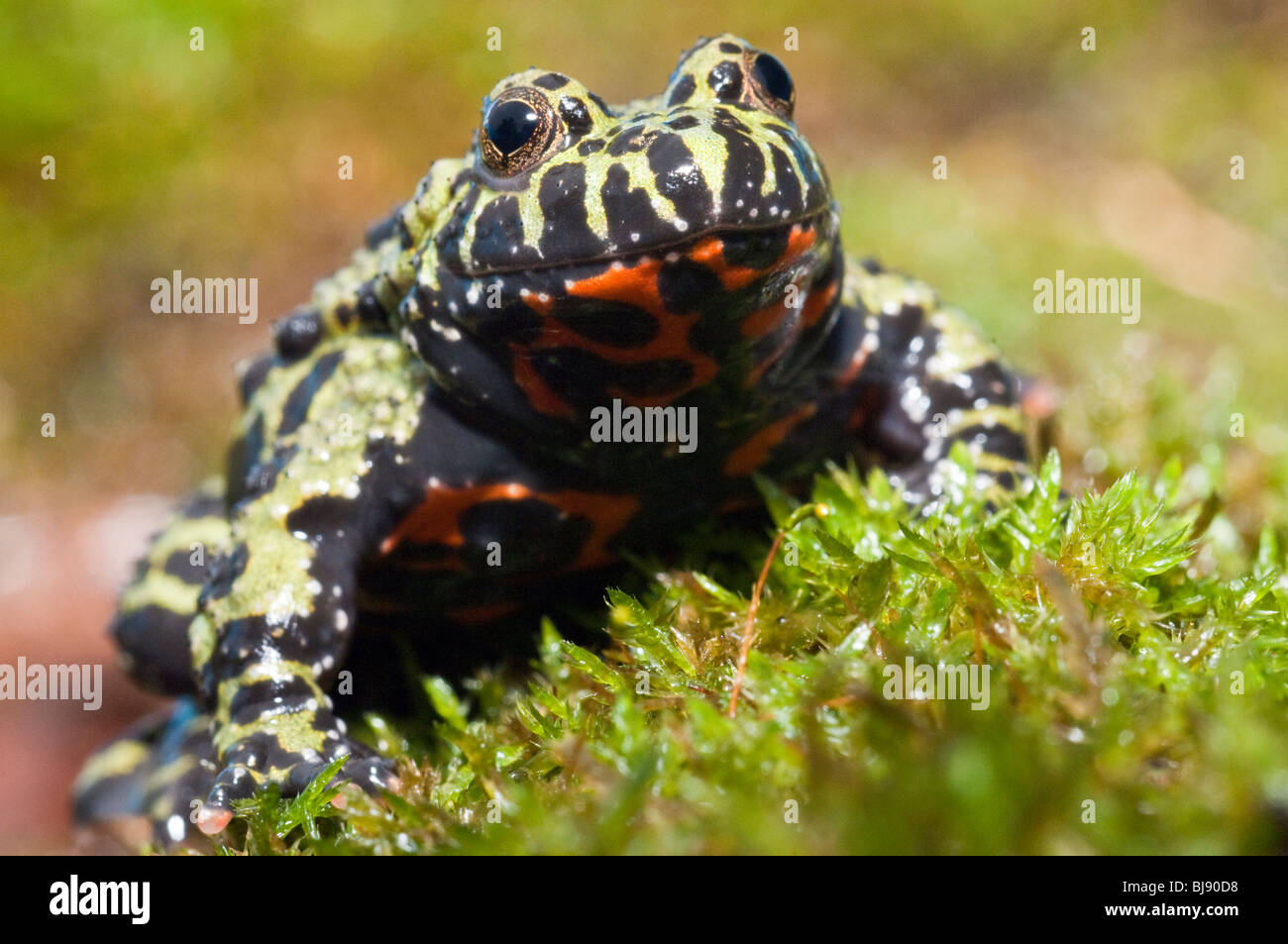 Fire bellied toad hi-res stock photography and images - Alamy