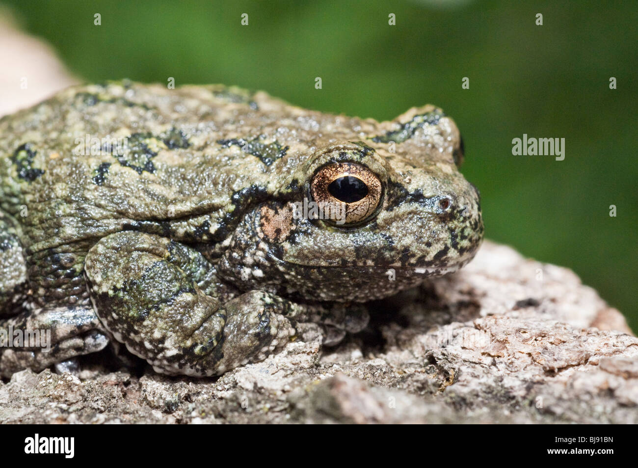 Cope's grey tree frog, Hyla chrysoscelis, native the to United States ...