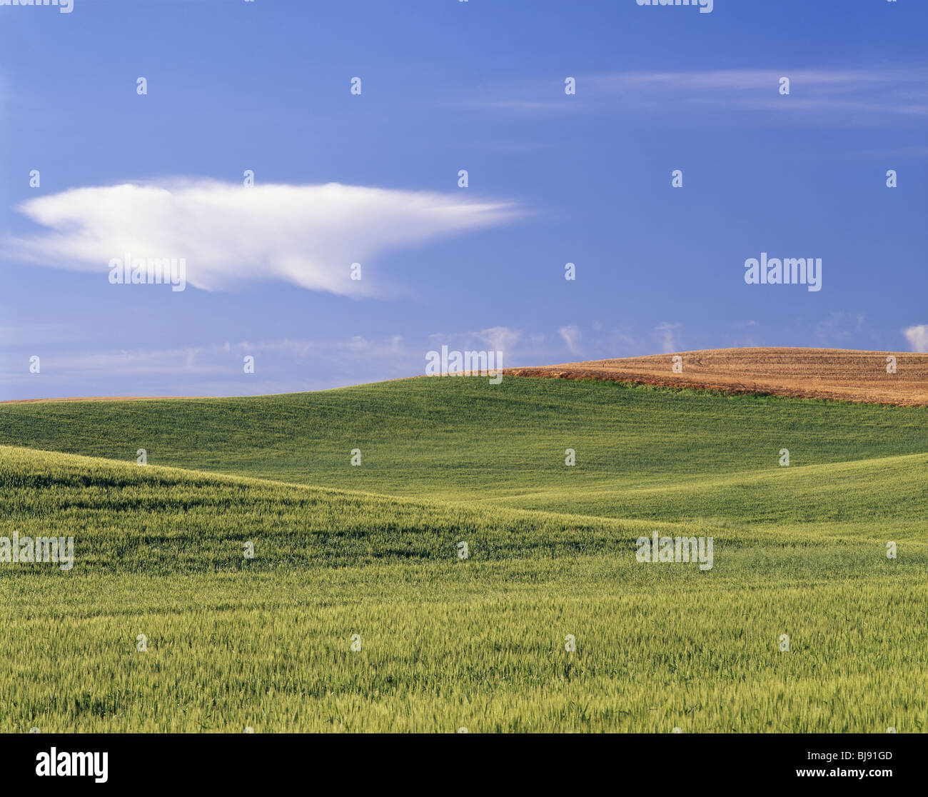 .WASHINGTON - Wheat fields in the fertile Palouse region Stock Photo ...