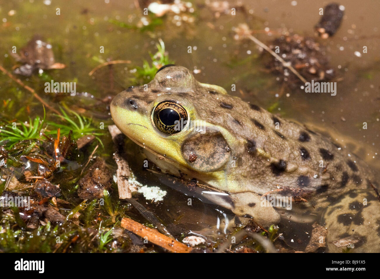 Mink frog rana septentrionalis hi-res stock photography and images - Alamy