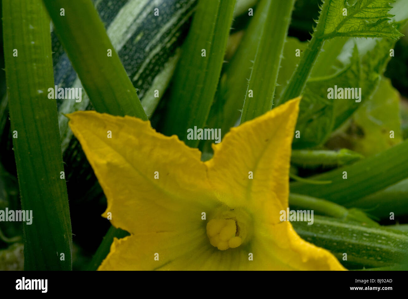 Zucchini yellow flower hi-res stock photography and images - Alamy