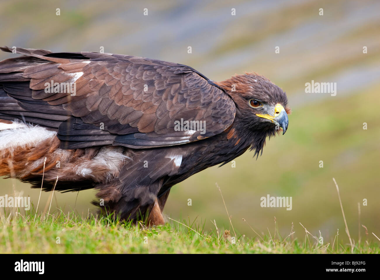 Aquila eagle hi-res stock photography and images - Alamy