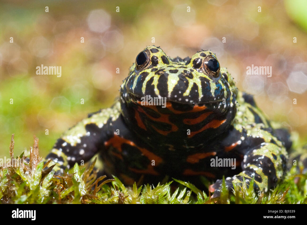 Oriental fire belly toad hi-res stock photography and images - Alamy