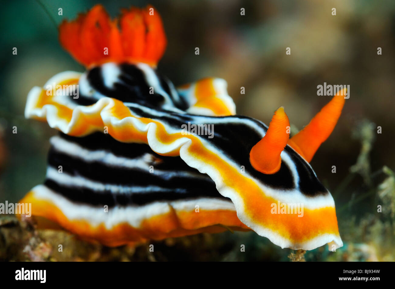 Nudibranch seaslug hi-res stock photography and images - Alamy