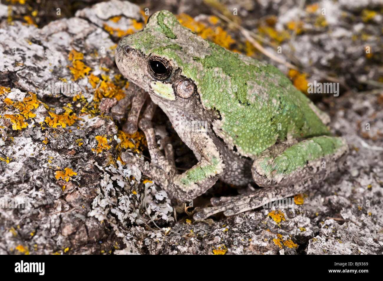Gray tree frog, Hyla versicolor, female, USA Stock Photo - Alamy