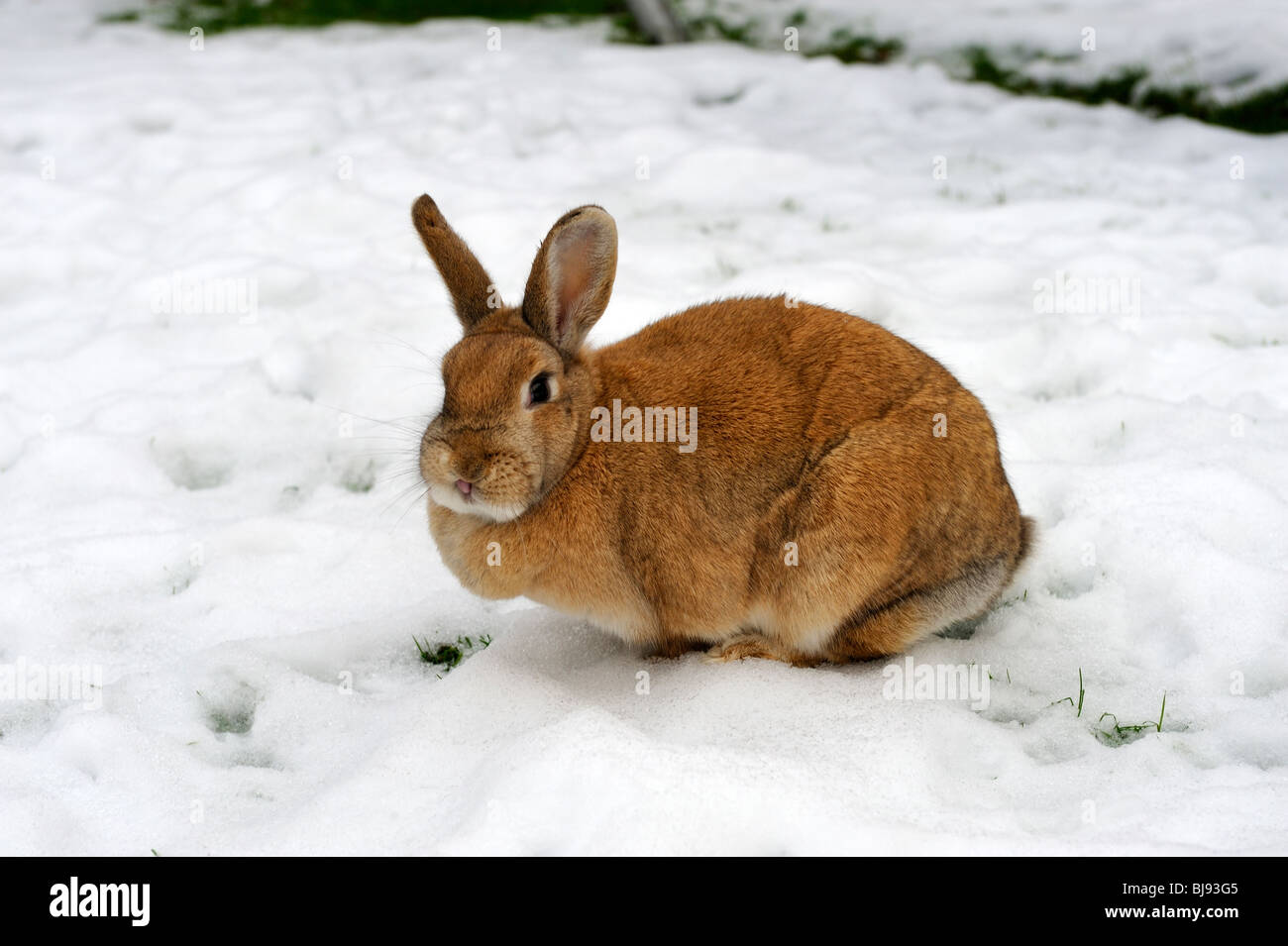 Brown pet rabbit in deep snow trying to find grass Stock Photo - Alamy
