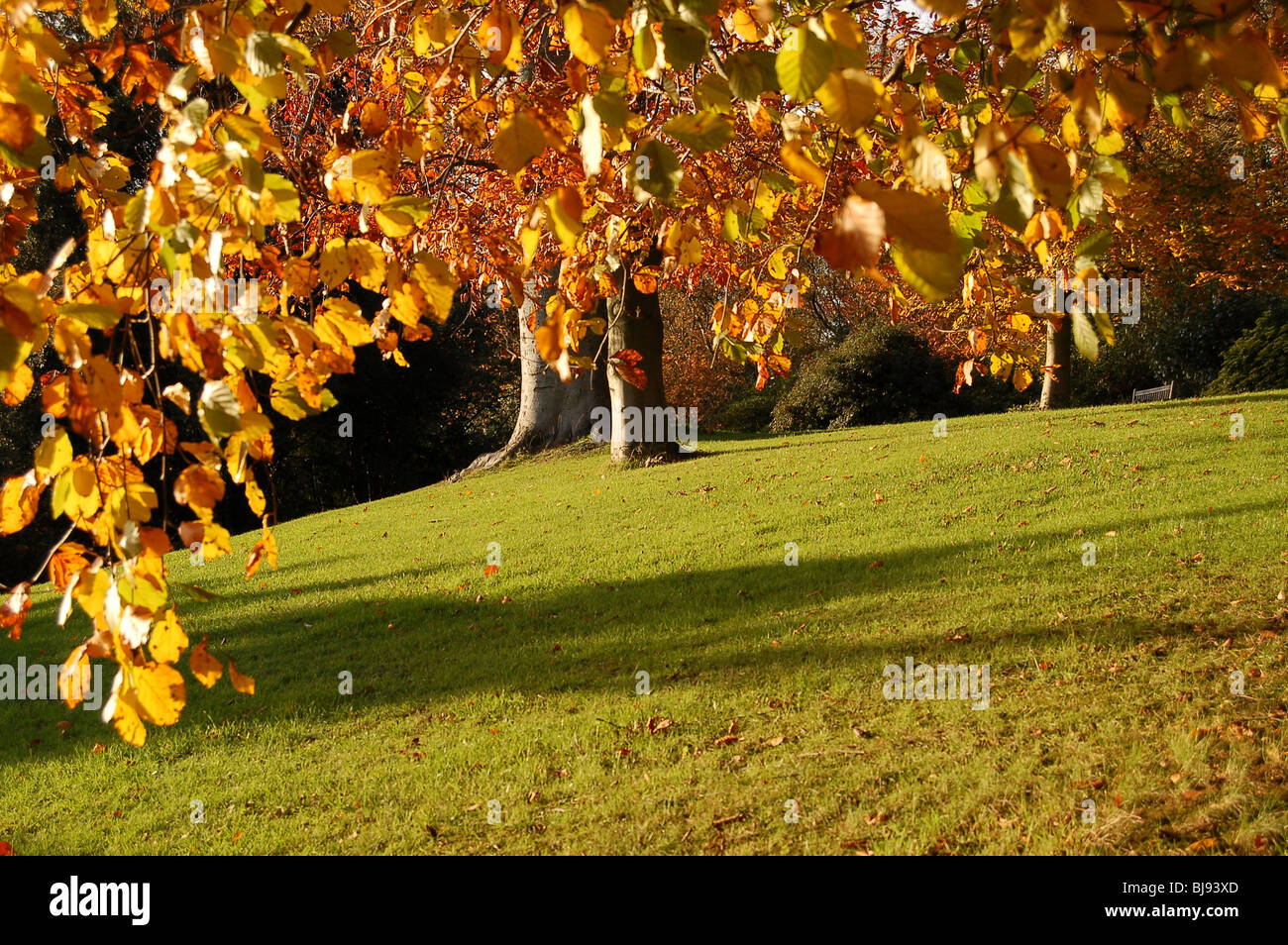 Autumn colors in Hampstead Heath Stock Photo - Alamy