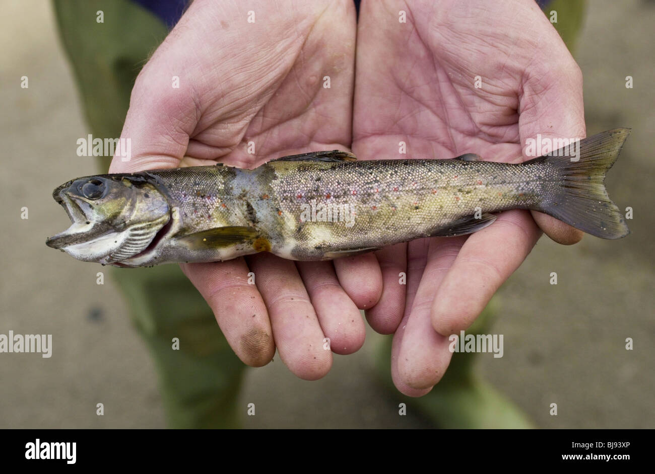 Deformed fish hi-res stock photography and images - Alamy