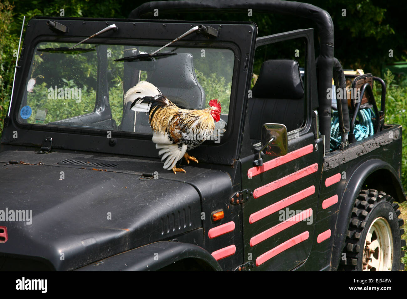 Old rooster hi-res stock photography and images - Alamy