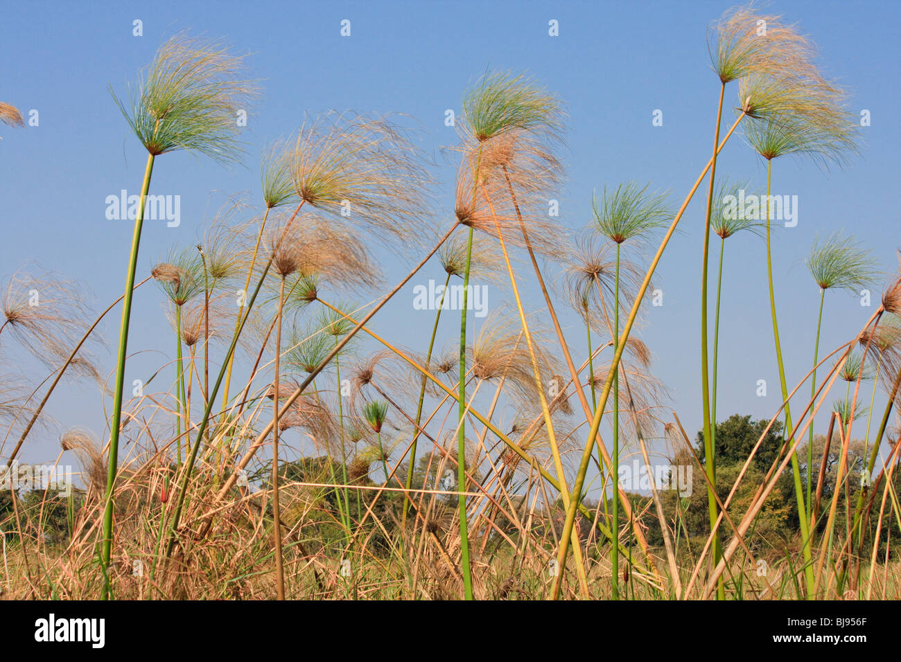 Seronga High Resolution Stock Photography and Images - Alamy