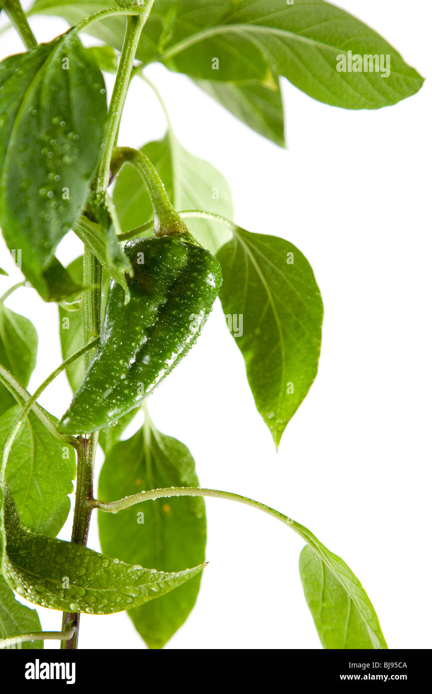 Close up of pepper plant with green, fresh pepper fruit Stock Photo - Alamy