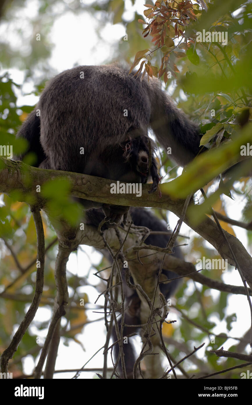 Colobus hunt hi-res stock photography and images - Alamy