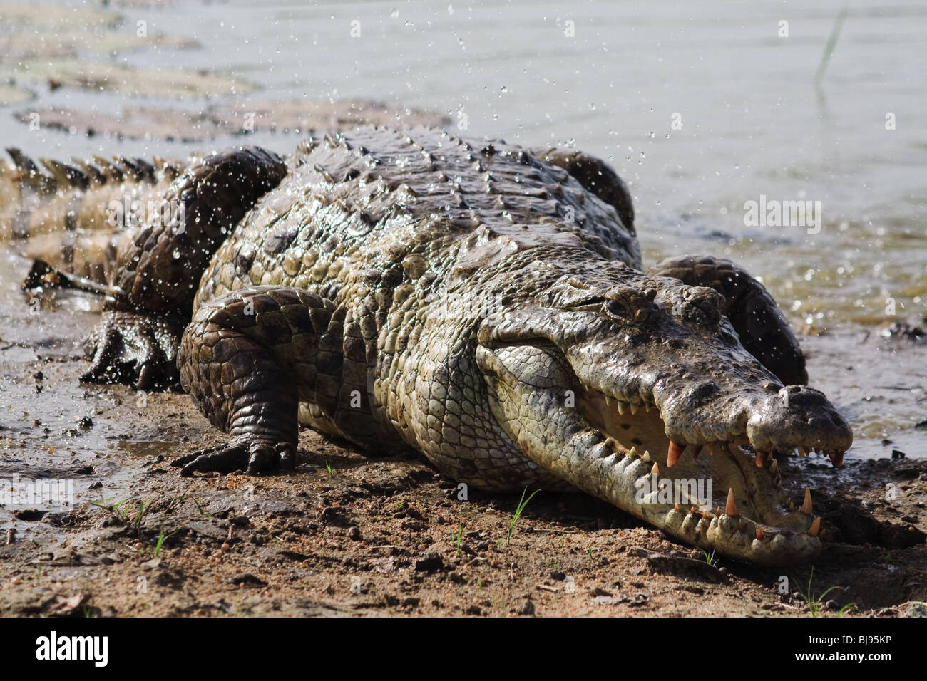 Africa animals hi-res stock photography and images - Alamy