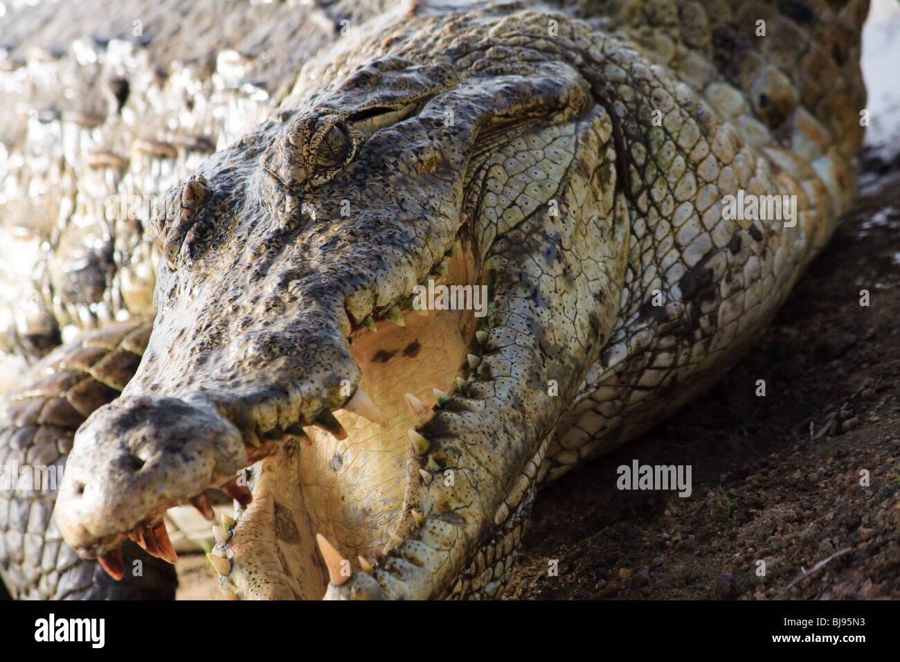 Africa Animals Crocodiles Ghana Paga Reptiles Stock Photo - Alamy