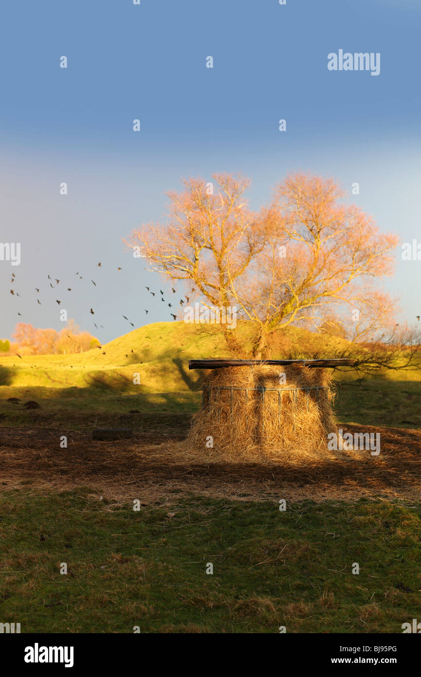 motte and bailey castle yelden bedfordshire home counties england uk ...