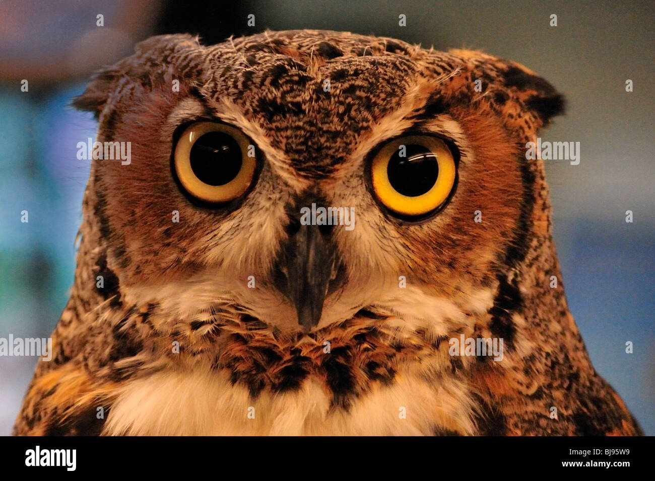 Great horned owl (Bubo virginianus Stock Photo - Alamy
