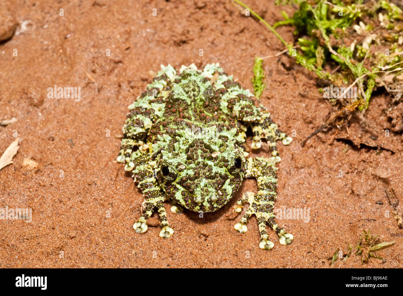 Vietnamese moss frog hi-res stock photography and images - Alamy