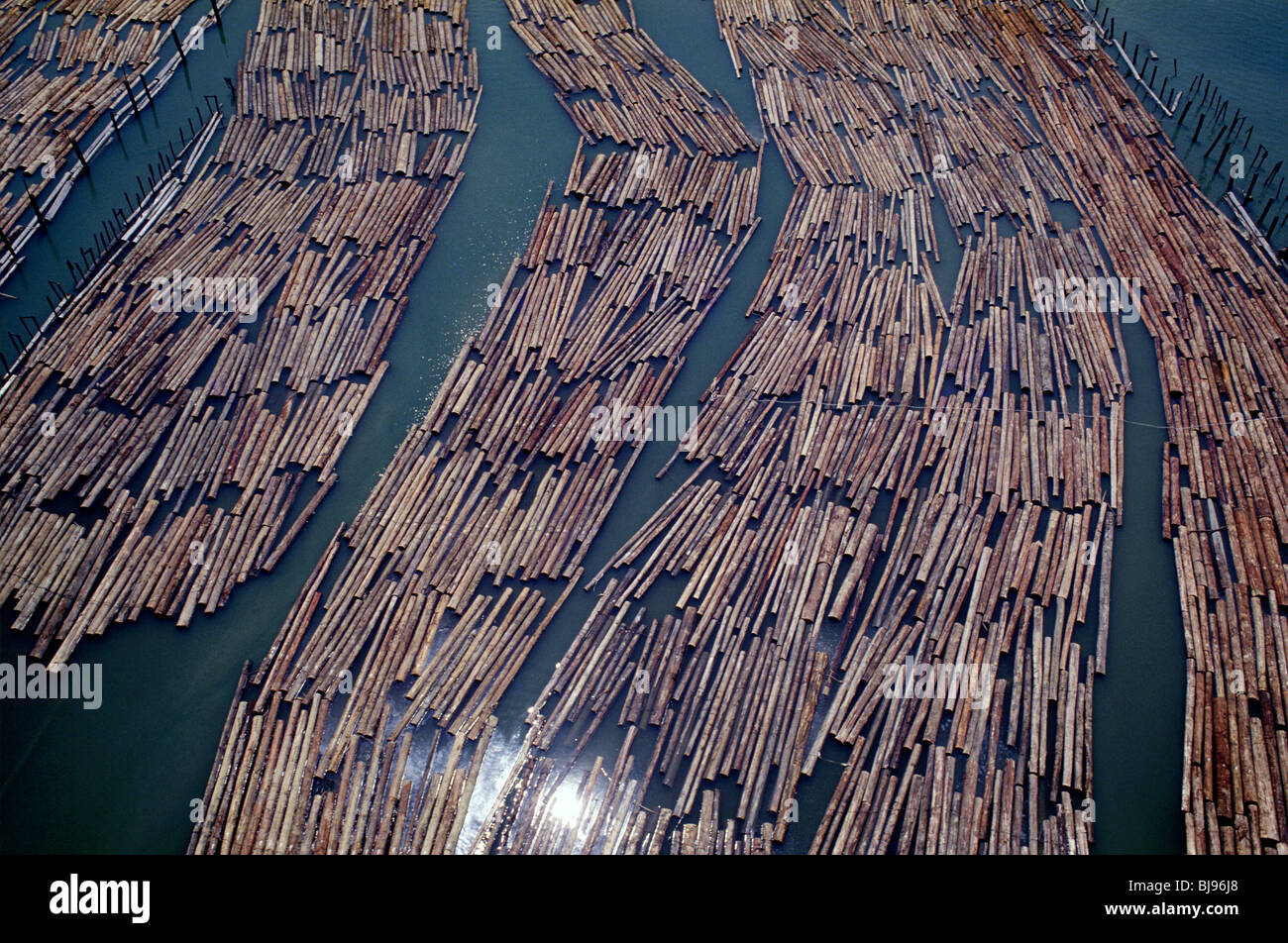 Log raft sabah malaysia Stock Photo - Alamy