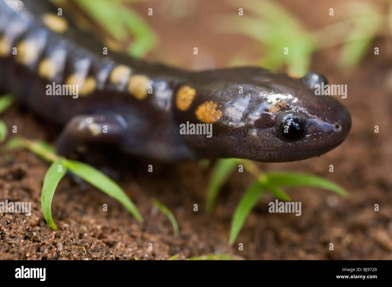 Spotted salamander, Ambystoma maculatum, USA Stock Photo - Alamy