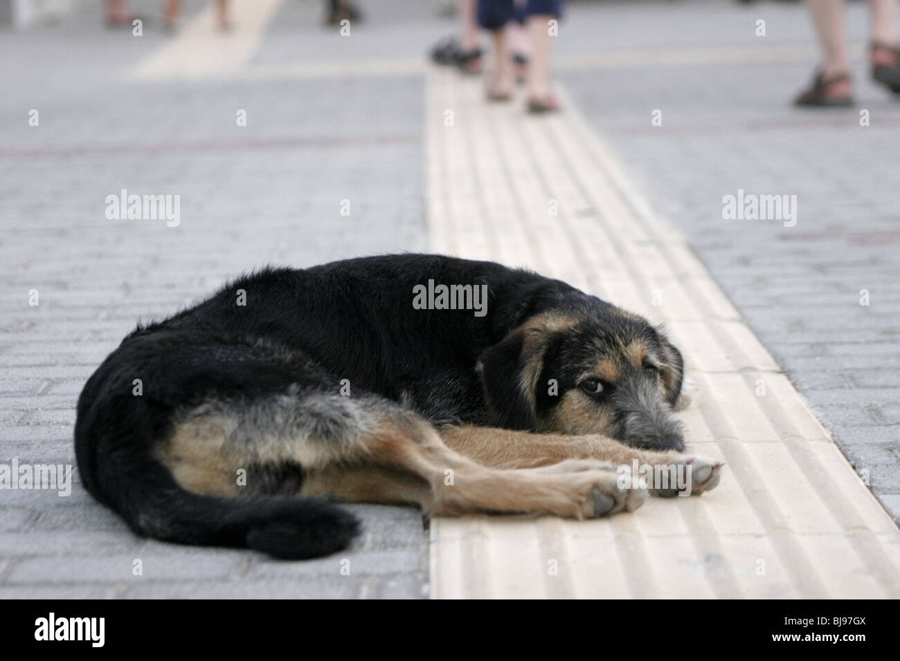 Dingo dog hi-res stock photography and images - Alamy