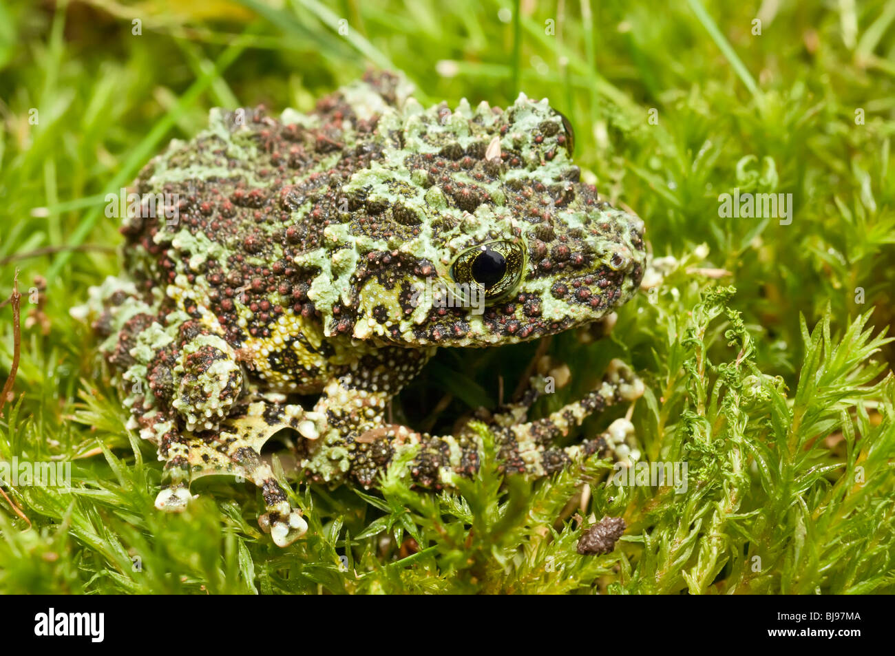 Vietnamese moss frog hi-res stock photography and images - Alamy